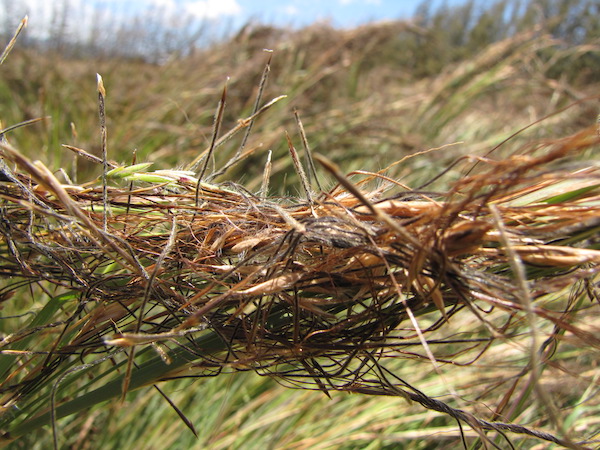 30SAL Challenge: Tangled Grass | Seattle Artist League