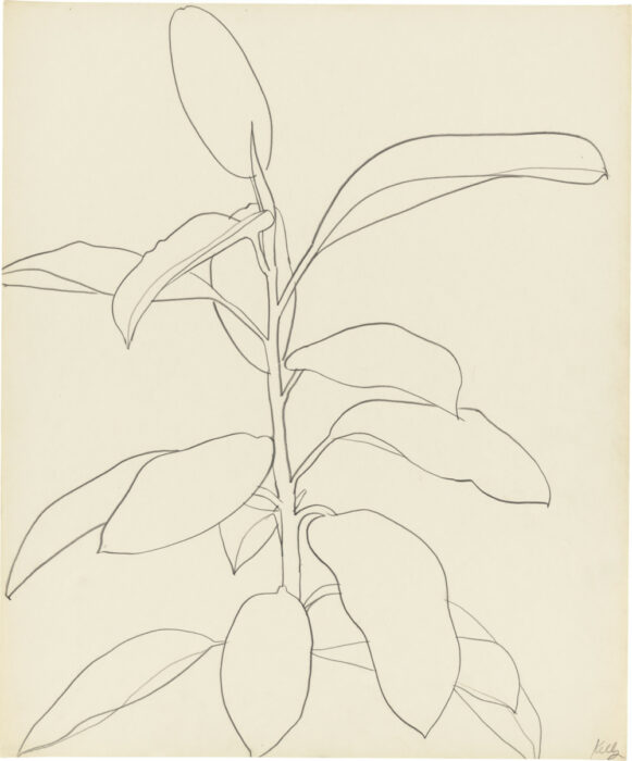 Day 15: Draw a Plant #30SAL | Seattle Artist League